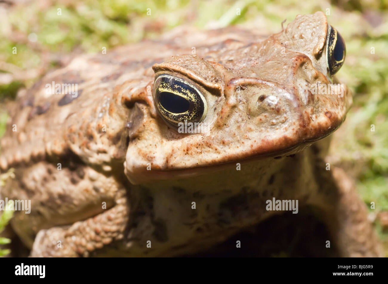 Cane toad, Bufo marinus, also known as Giant Neotropical toad or marine ...