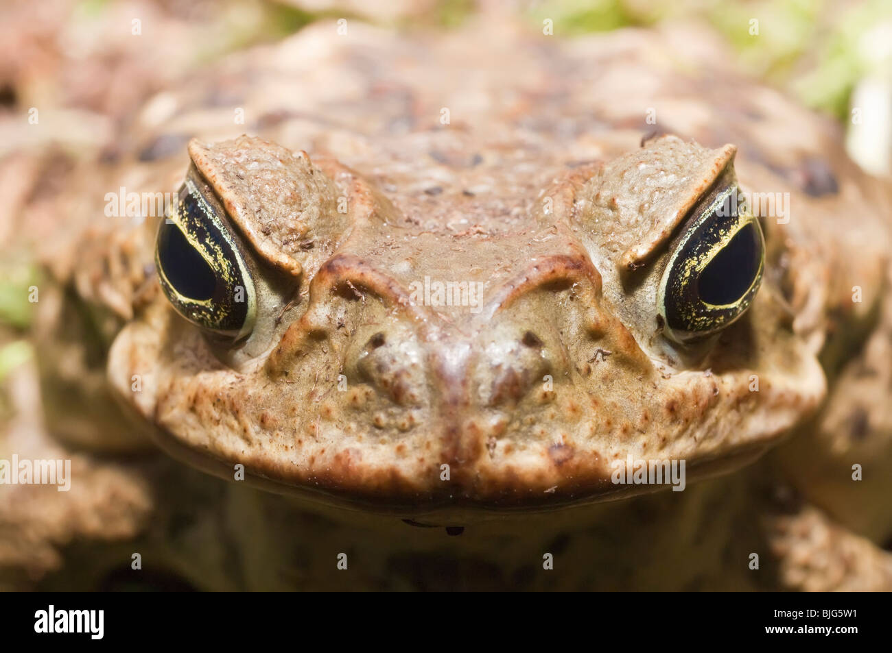 Cane toad, Bufo marinus, also known as Giant Neotropical toad or marine ...