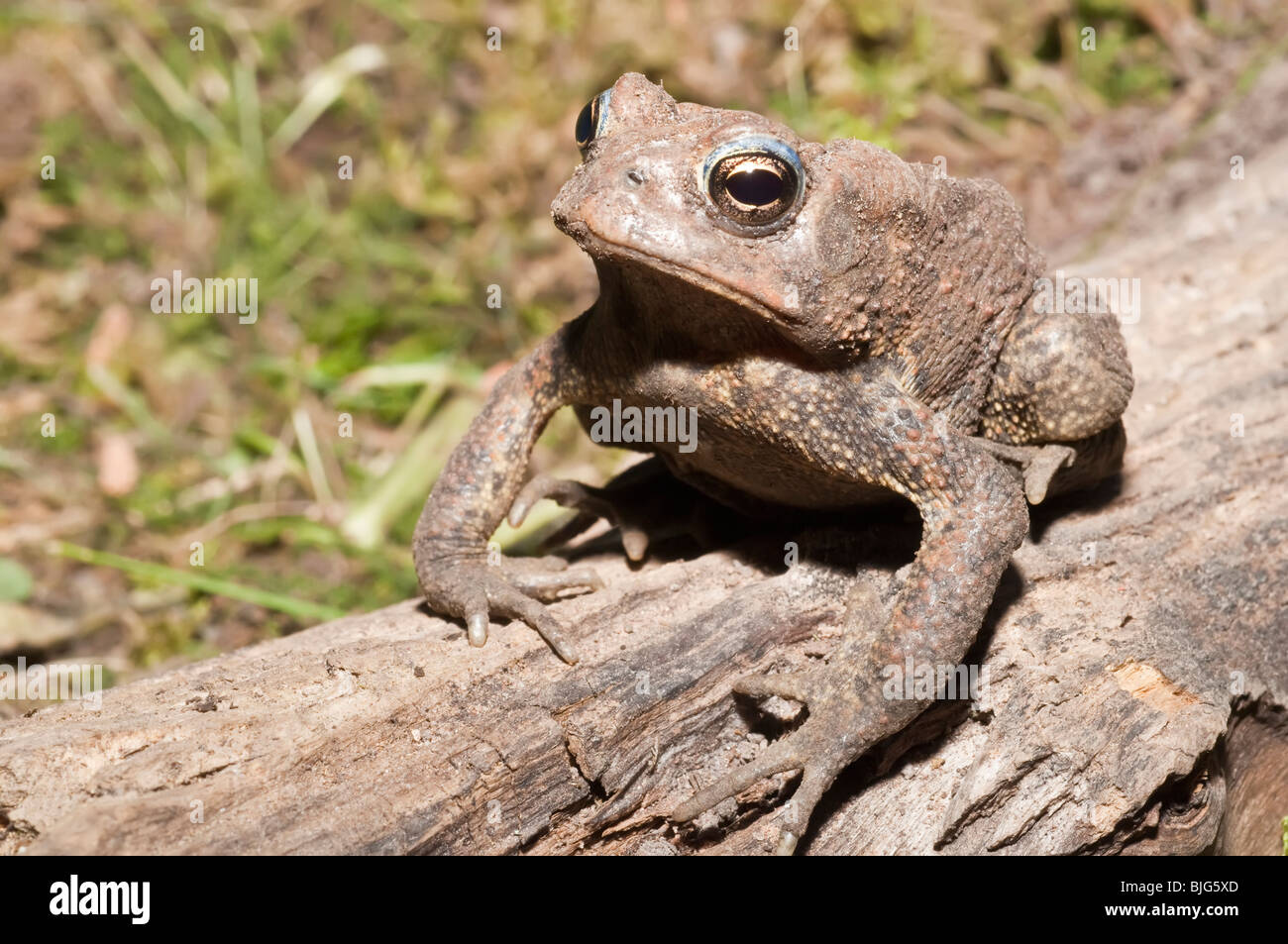 American toad, Bufo americanus; native to eastern USA and Canada Stock ...