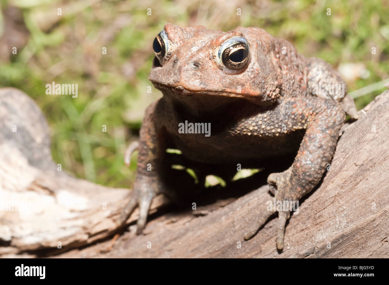 American toad, Bufo americanus; native to eastern USA and Canada Stock ...