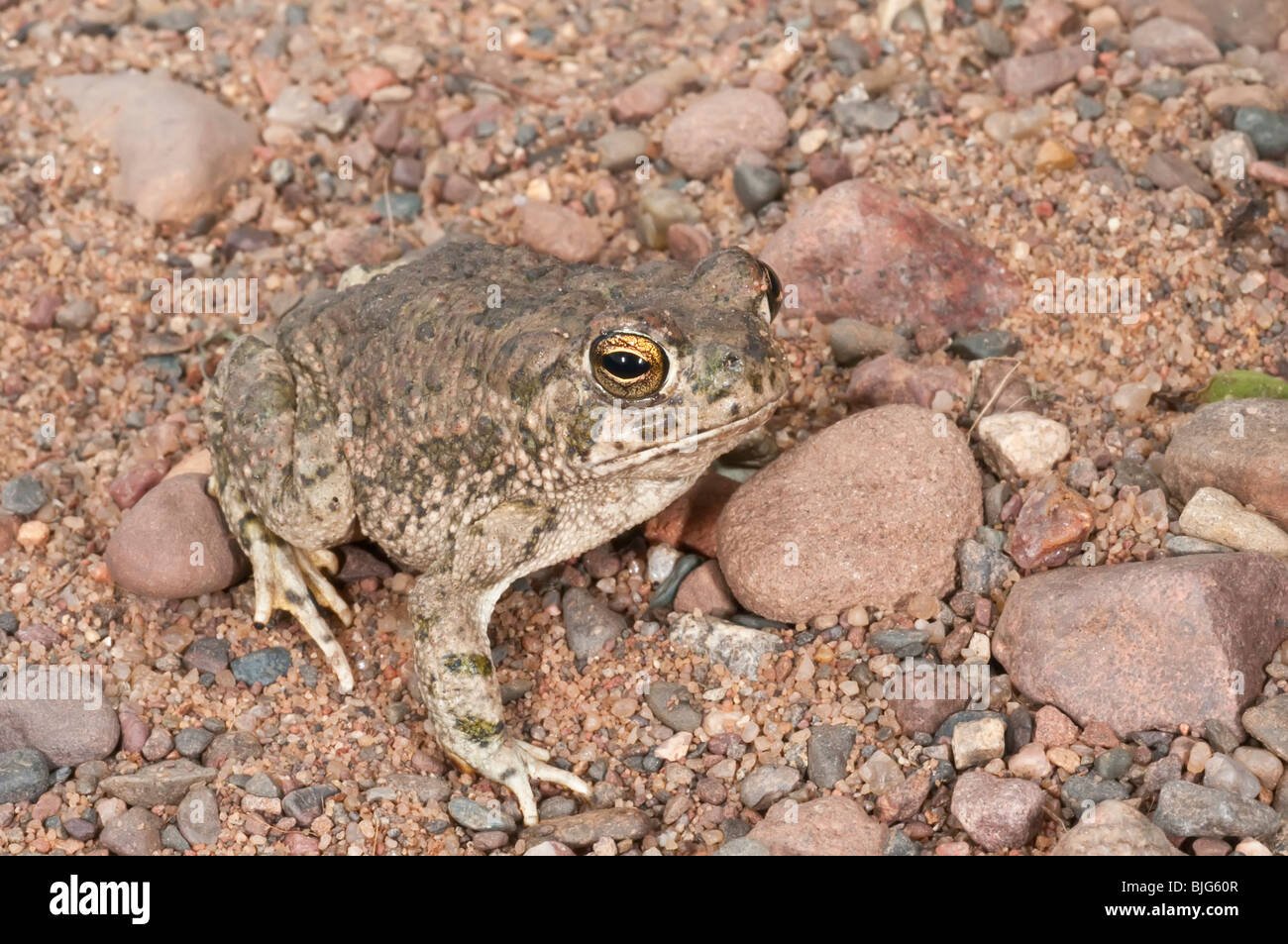 The Great Plains toad, Bufo cognatus, ranges from southern Alberta ...