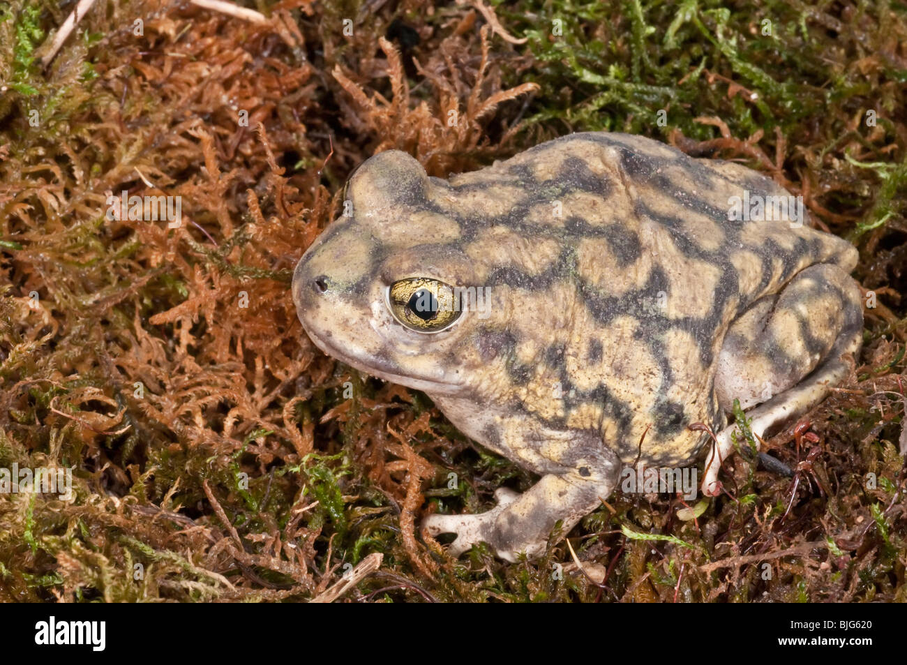 Couch's spadefoot toad, Scaphiopus couchii, is native to the ...