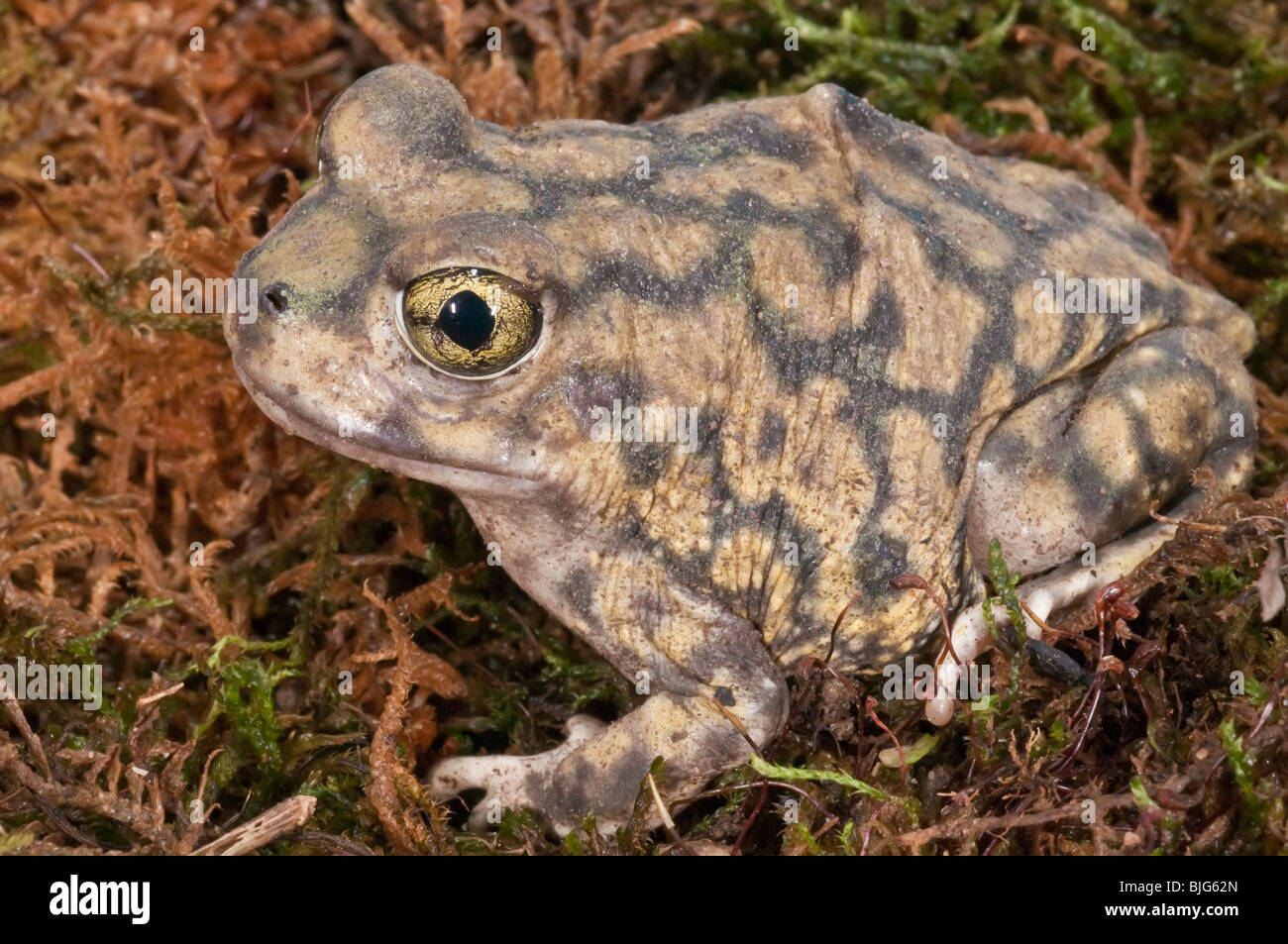 Spadefoot toad sonoran desert hi-res stock photography and images - Alamy