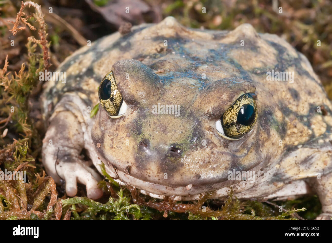 Couch's spadefoot toad, Scaphiopus couchii, is native to the ...