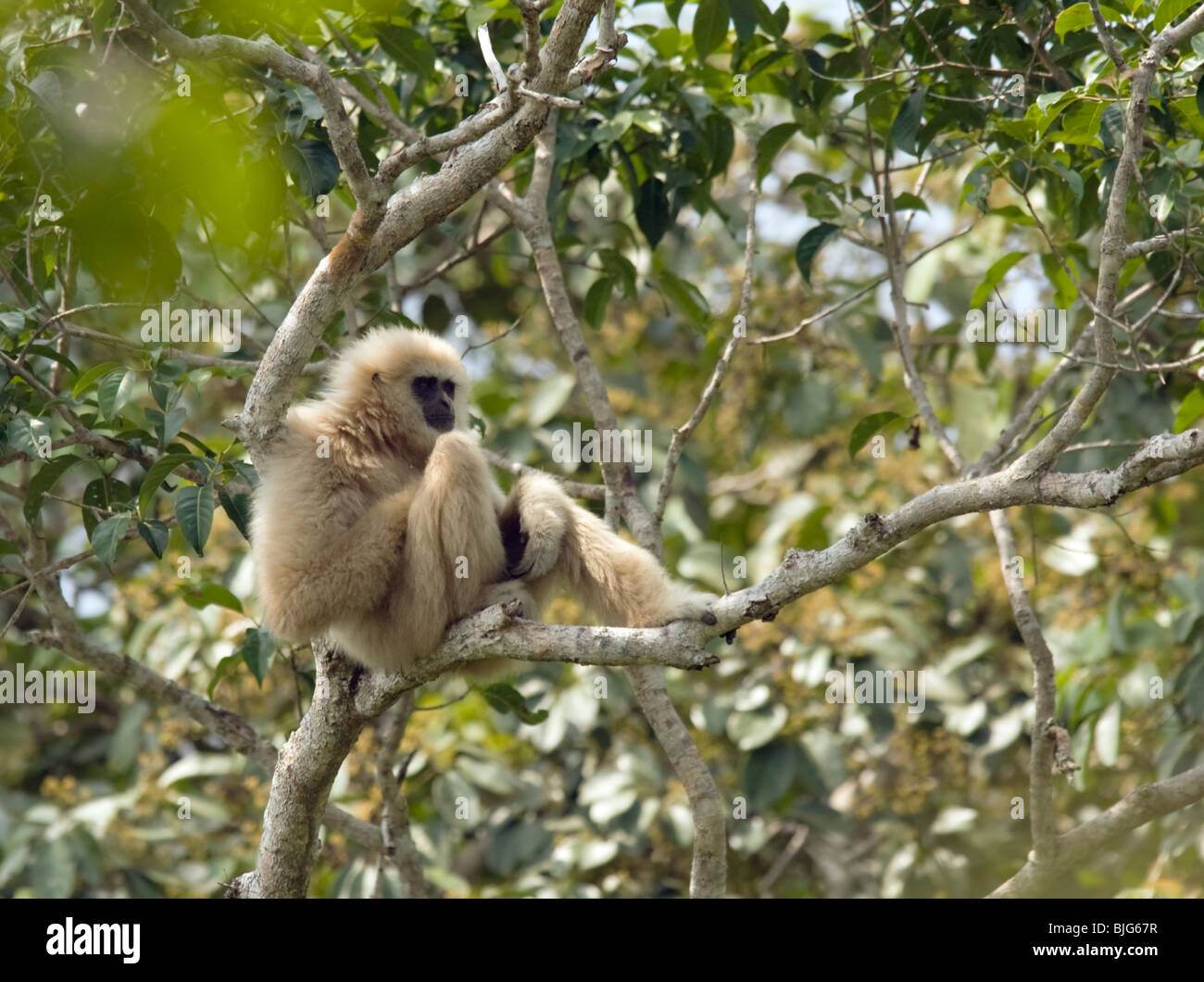 "Chai" White-handed or Lar gibbon in Khao Yai, Thailand, alpha-male of ...