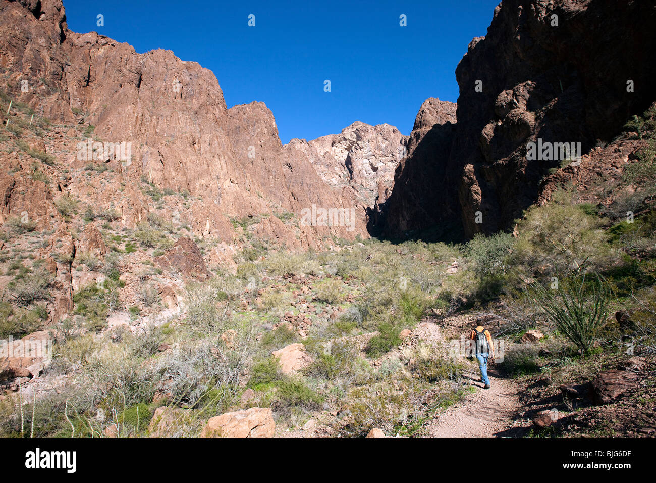 Hiking into Palm Canyon, KOFA Wildlife Refuge, Arizona Stock Photo - Alamy