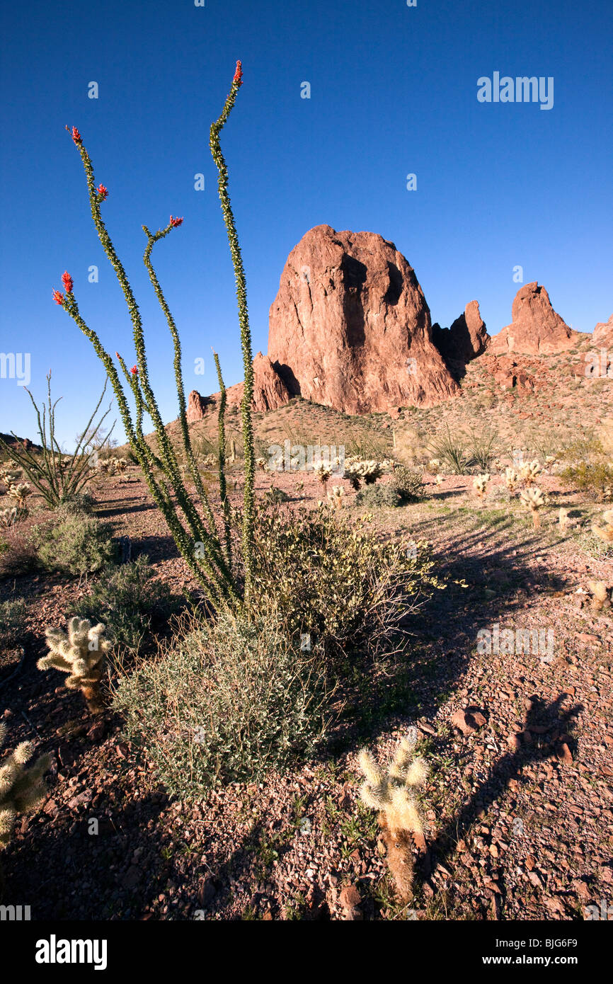 Sonoran desert mountains wildlife hi-res stock photography and images ...