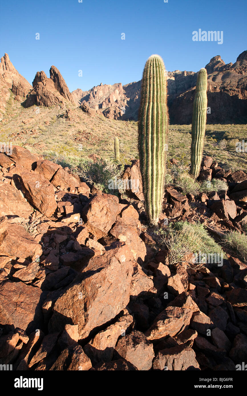 Saguaro Cactus sit atop a Rhyolite rock mound, KOFA Wildlife Refuge ...