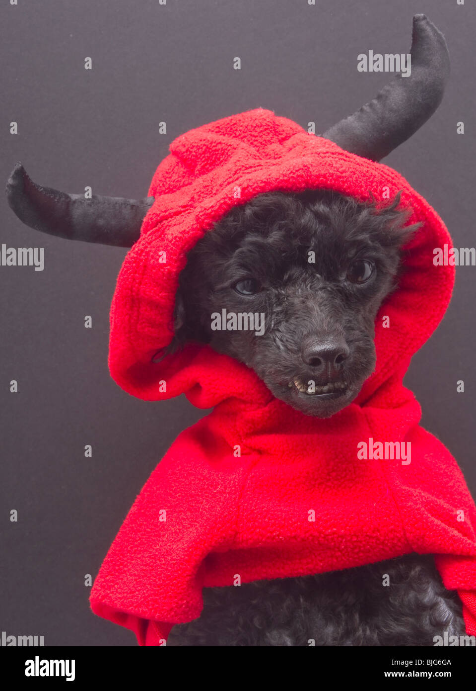 Dog devil horns hi-res stock photography and images - Alamy