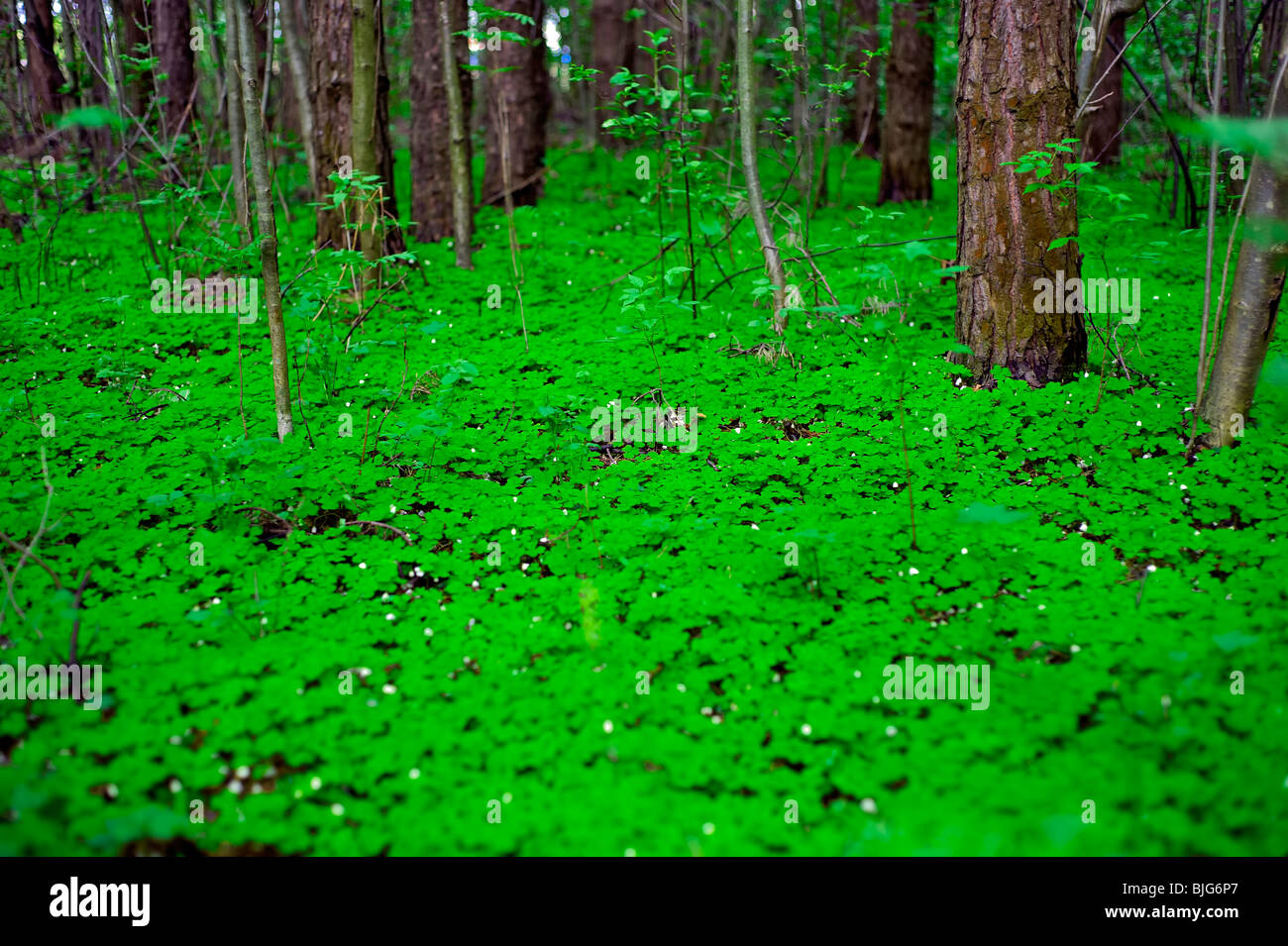A forest is an area with a high density of trees Stock Photo - Alamy