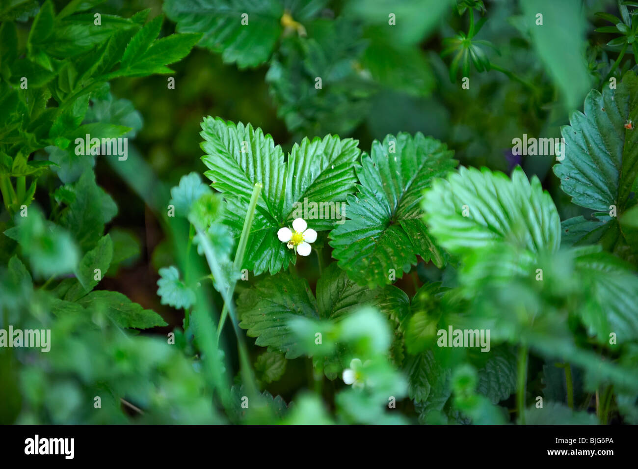 A forest is an area with a high density of trees Stock Photo - Alamy