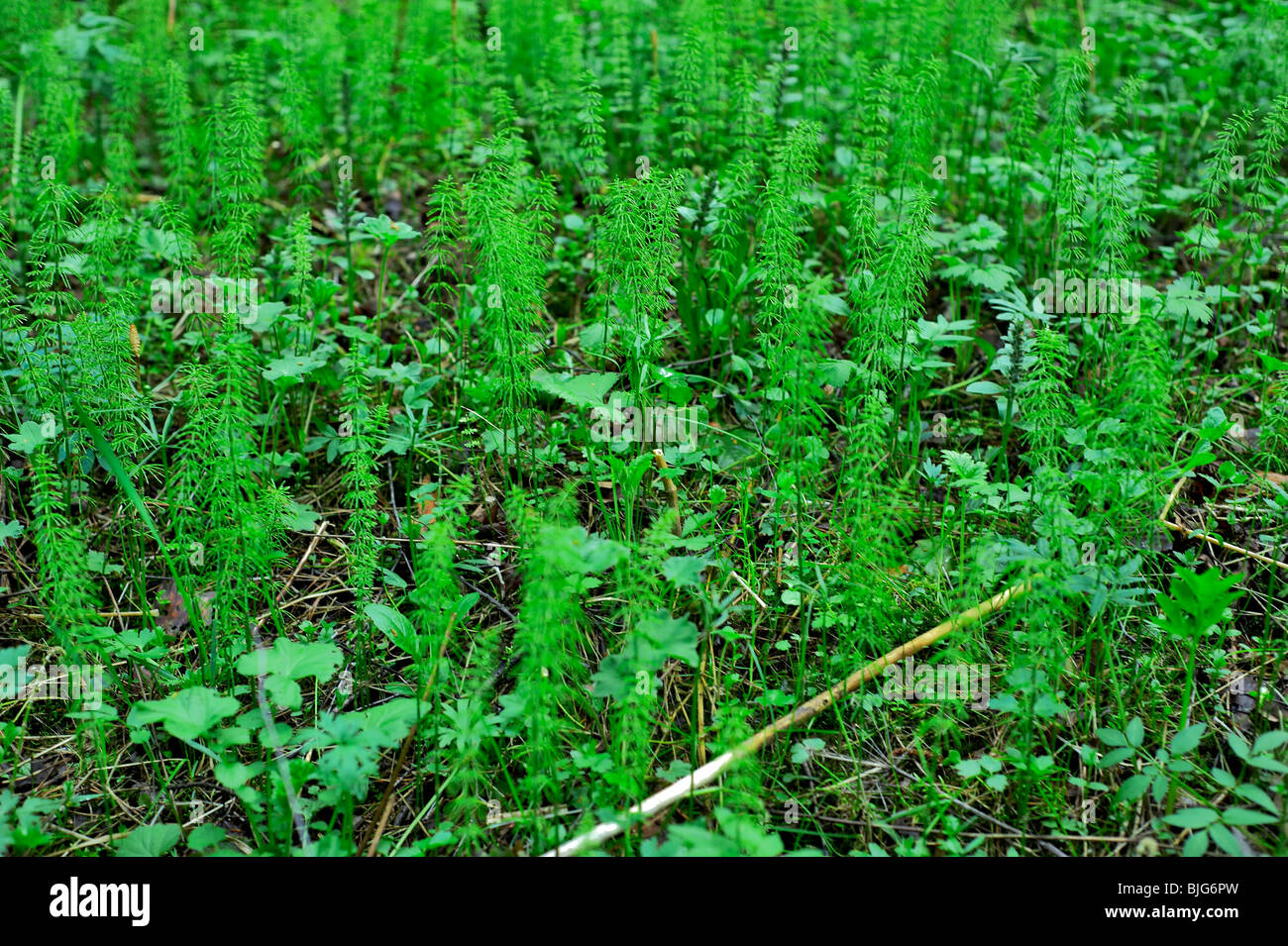 A forest is an area with a high density of trees Stock Photo - Alamy