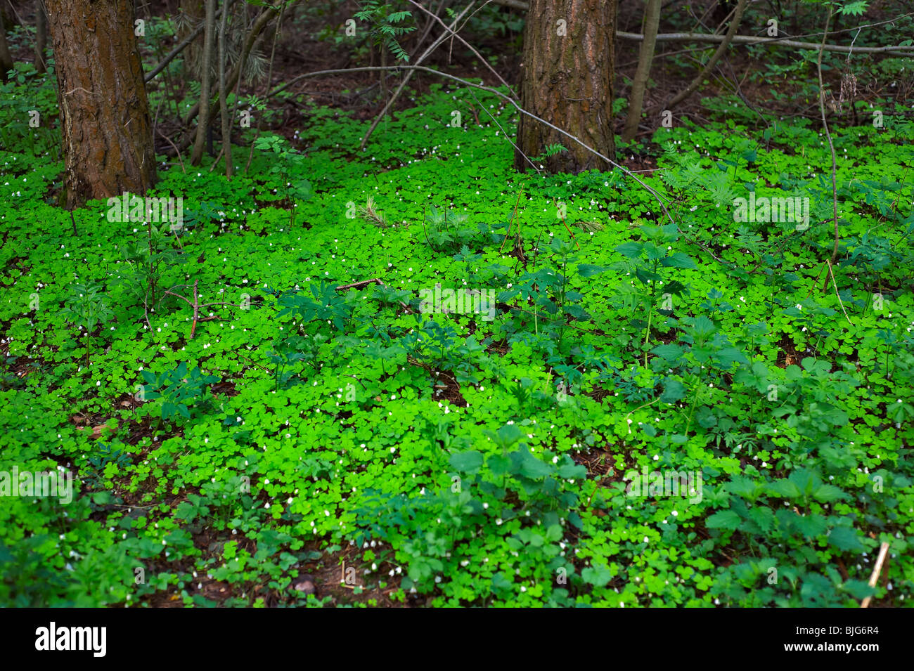 A forest is an area with a high density of trees Stock Photo - Alamy