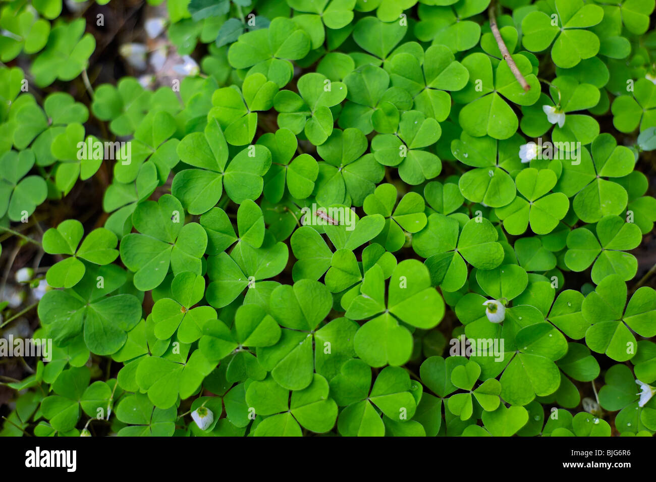 A forest is an area with a high density of trees Stock Photo - Alamy