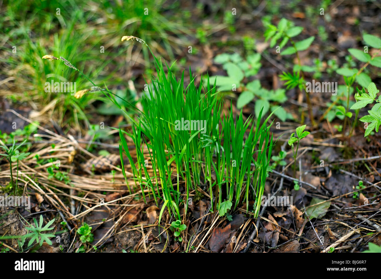 A forest is an area with a high density of trees Stock Photo - Alamy