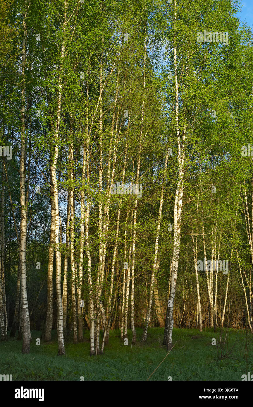 A forest is an area with a high density of trees Stock Photo - Alamy