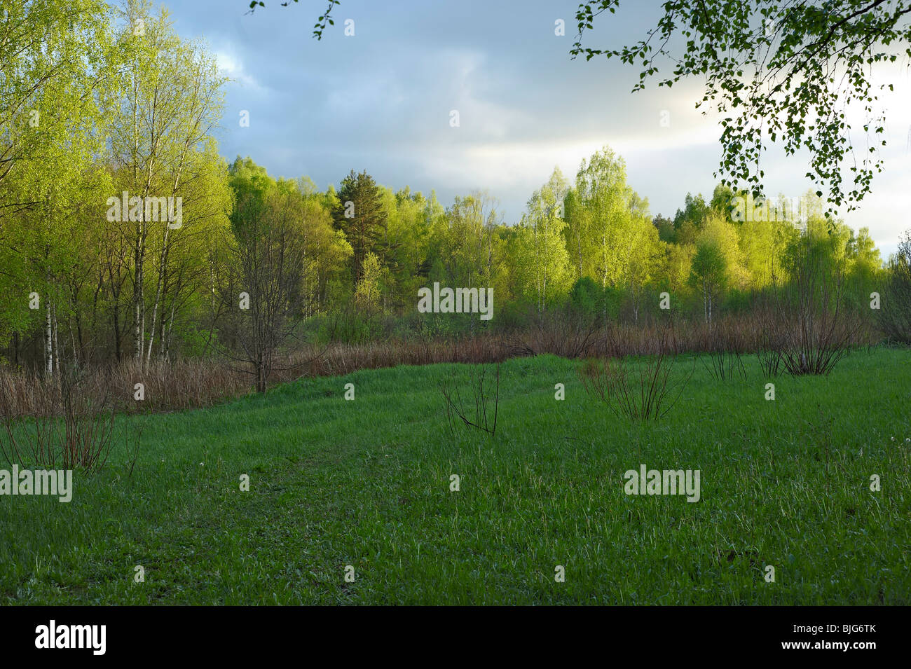 A forest is an area with a high density of trees Stock Photo - Alamy