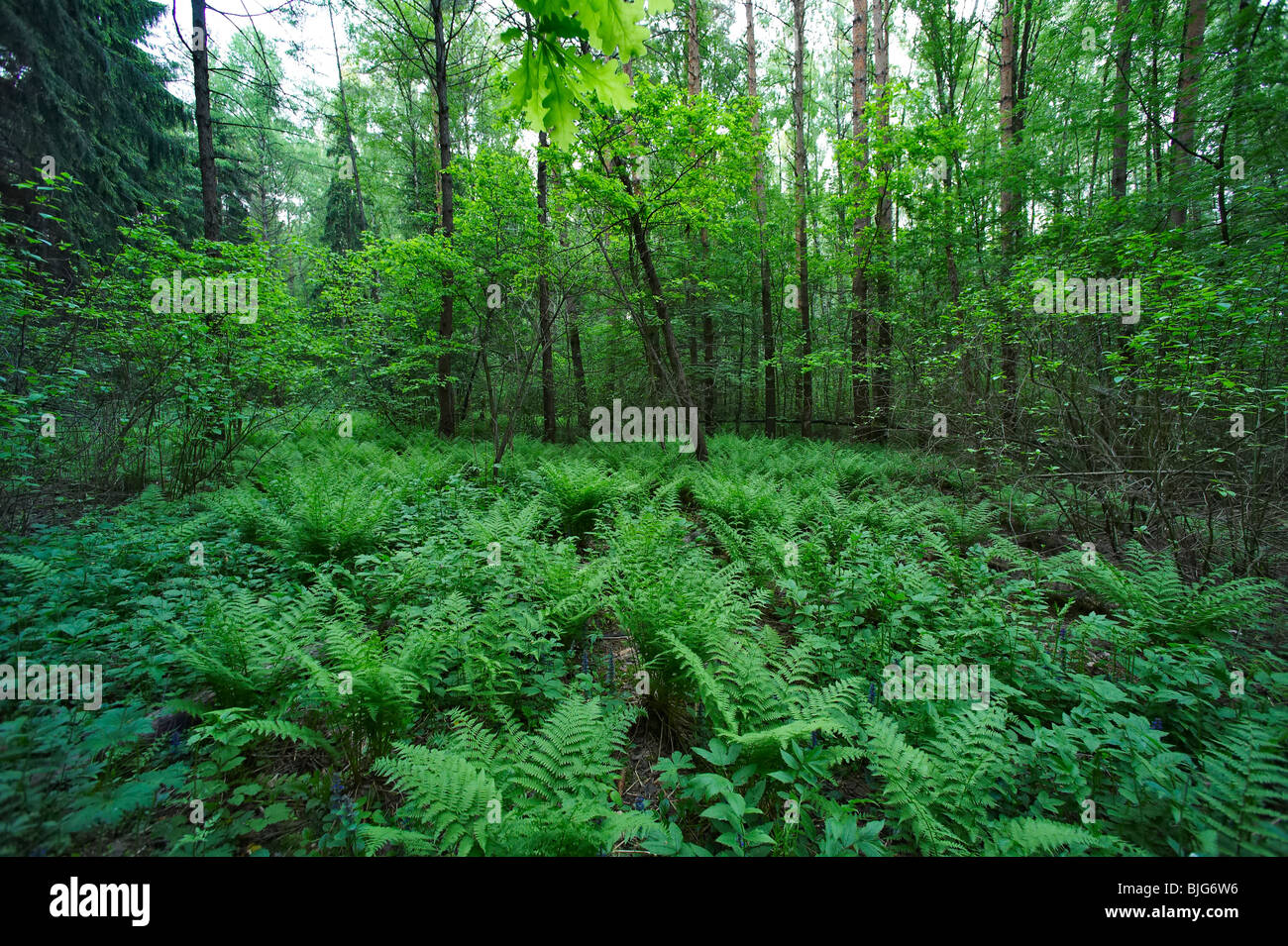 A forest is an area with a high density of trees Stock Photo - Alamy