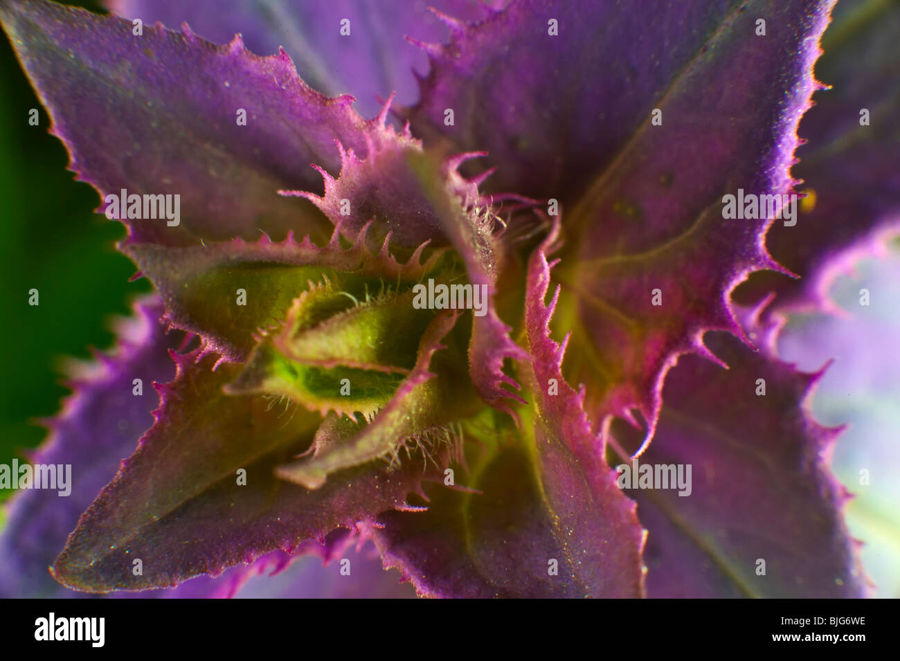 A forest is an area with a high density of trees Stock Photo - Alamy