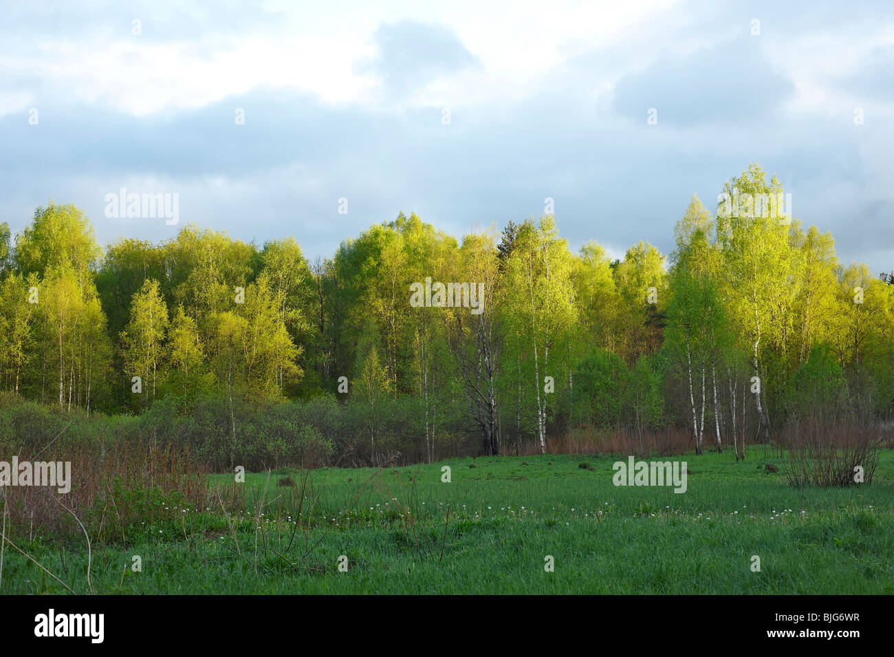 A forest is an area with a high density of trees Stock Photo - Alamy