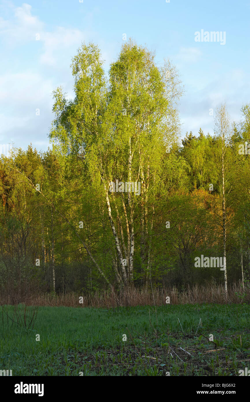 A forest is an area with a high density of trees Stock Photo - Alamy
