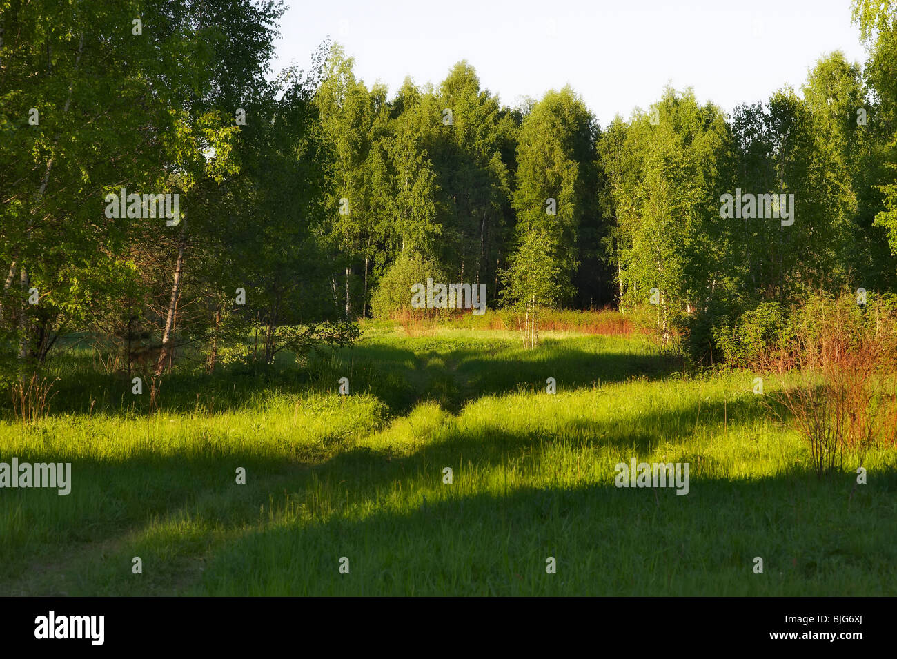 A forest is an area with a high density of trees Stock Photo - Alamy