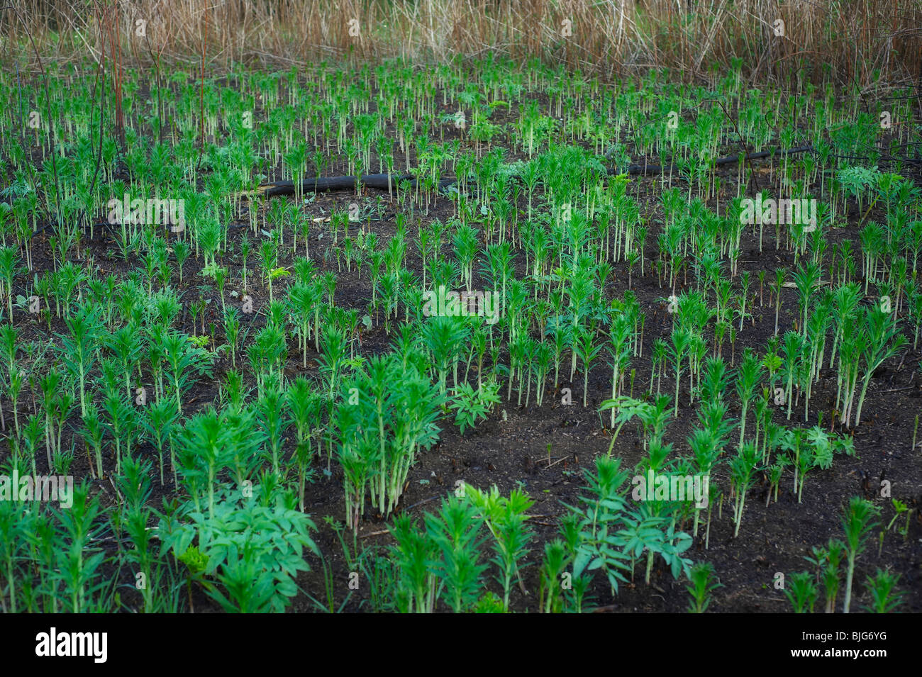 A forest is an area with a high density of trees Stock Photo - Alamy