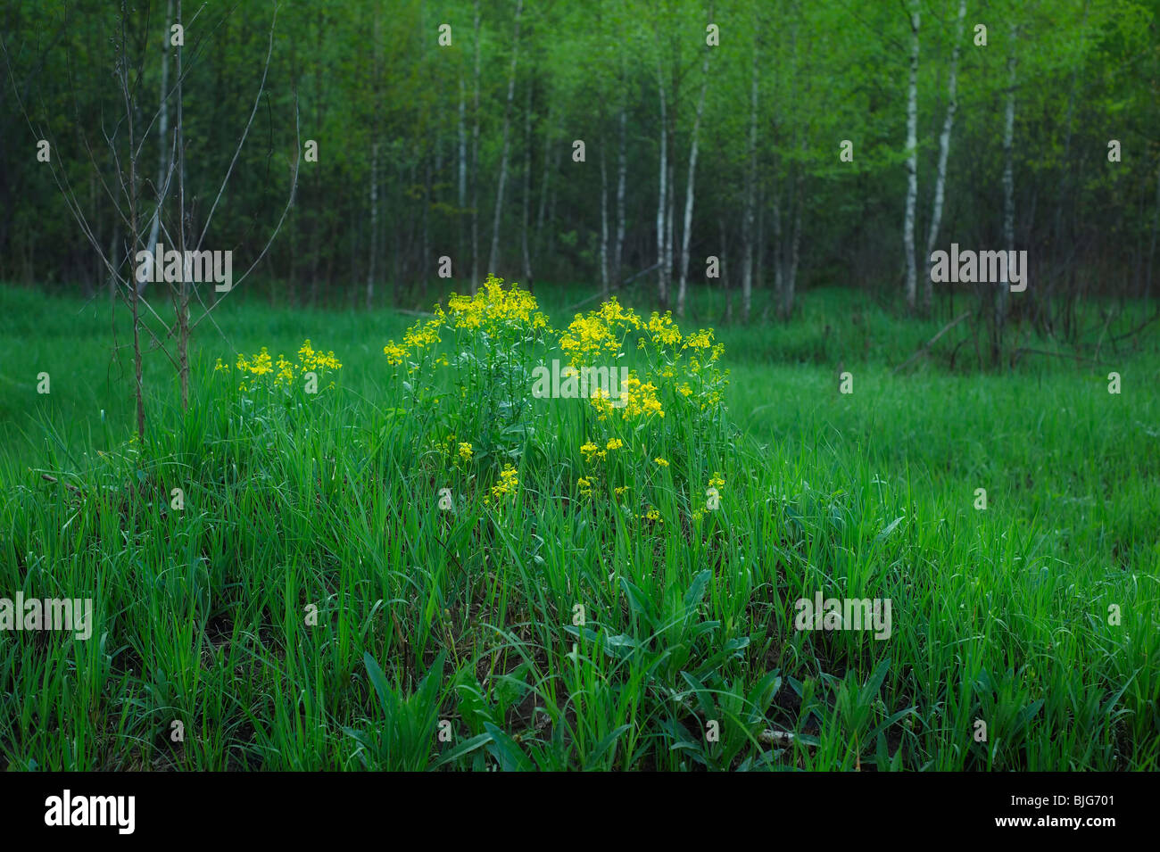 A forest is an area with a high density of trees Stock Photo - Alamy