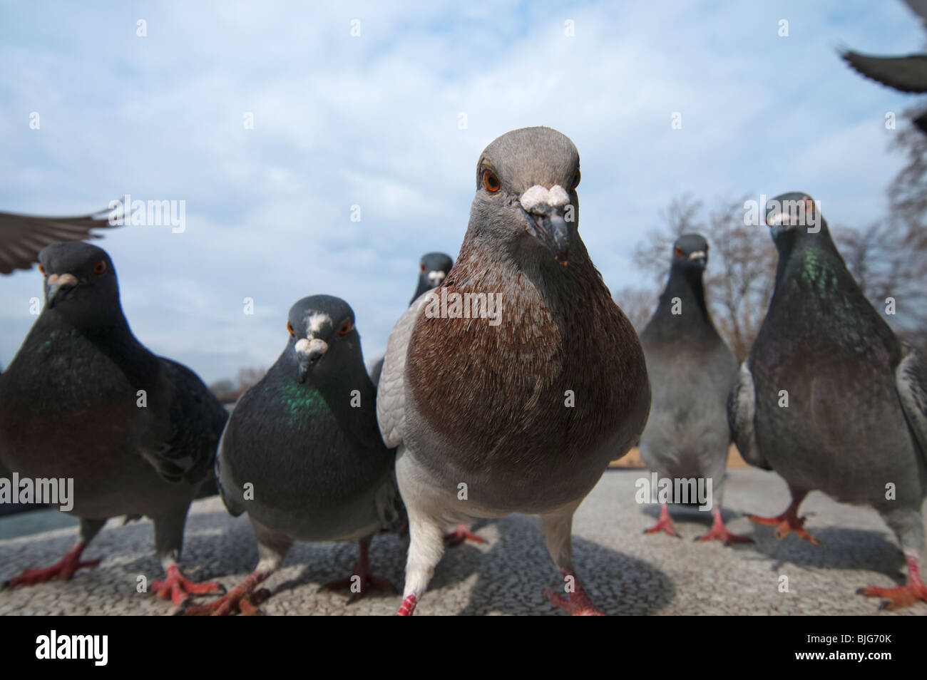 Pigeon management hi-res stock photography and images - Alamy