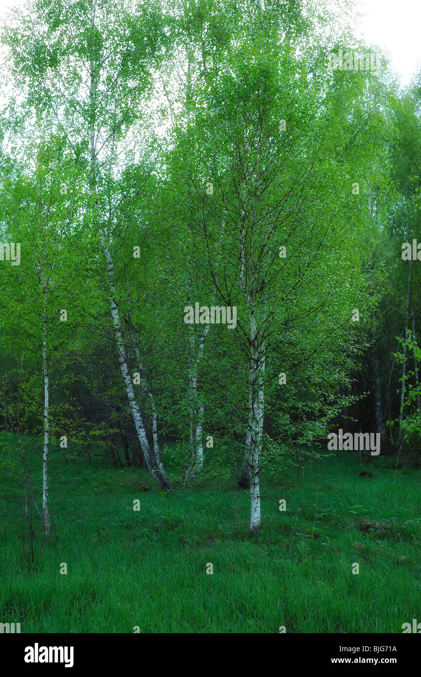 A forest is an area with a high density of trees Stock Photo - Alamy