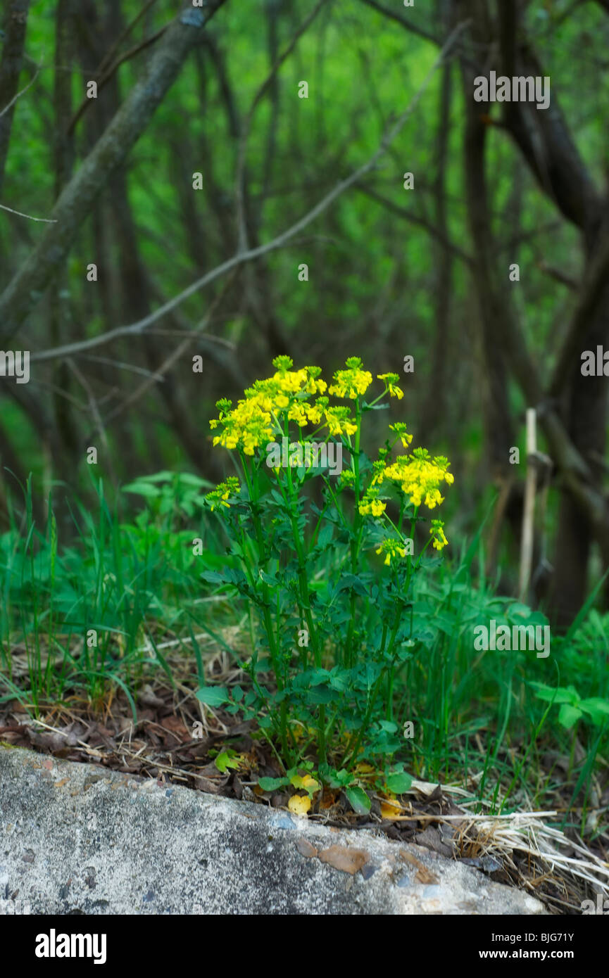 A forest is an area with a high density of trees Stock Photo - Alamy