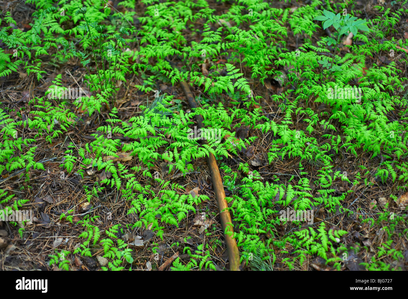 A forest is an area with a high density of trees Stock Photo - Alamy