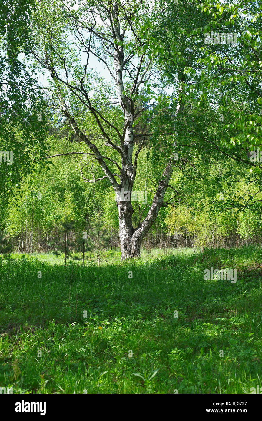 A forest is an area with a high density of trees Stock Photo - Alamy