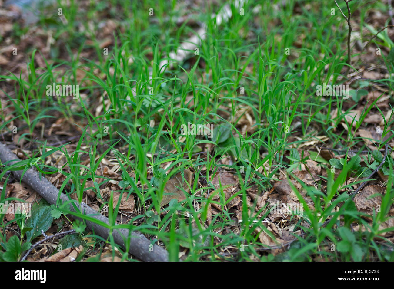 A forest is an area with a high density of trees Stock Photo - Alamy
