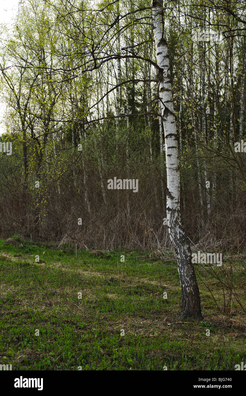 A forest is an area with a high density of trees Stock Photo - Alamy