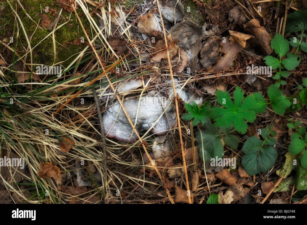 A forest is an area with a high density of trees Stock Photo - Alamy
