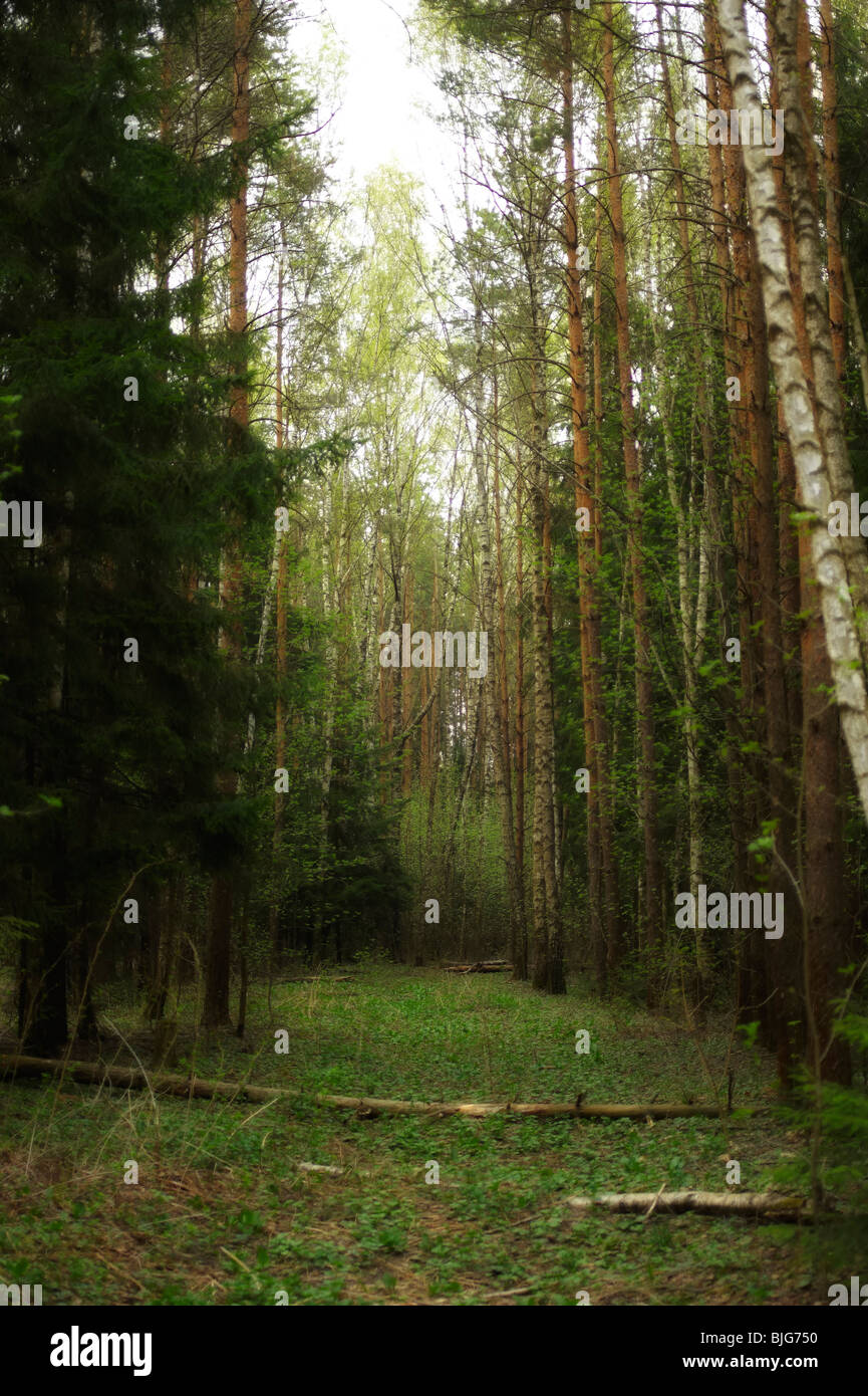 A forest is an area with a high density of trees Stock Photo - Alamy