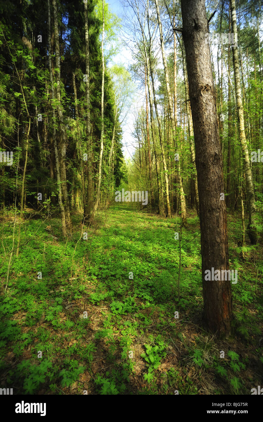 A forest is an area with a high density of trees Stock Photo - Alamy