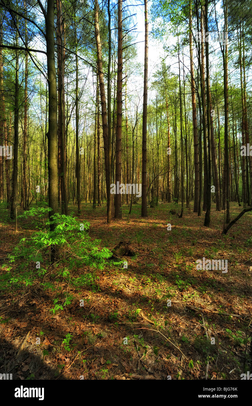 A forest is an area with a high density of trees Stock Photo - Alamy