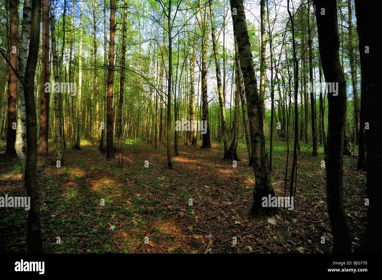 A forest is an area with a high density of trees Stock Photo - Alamy
