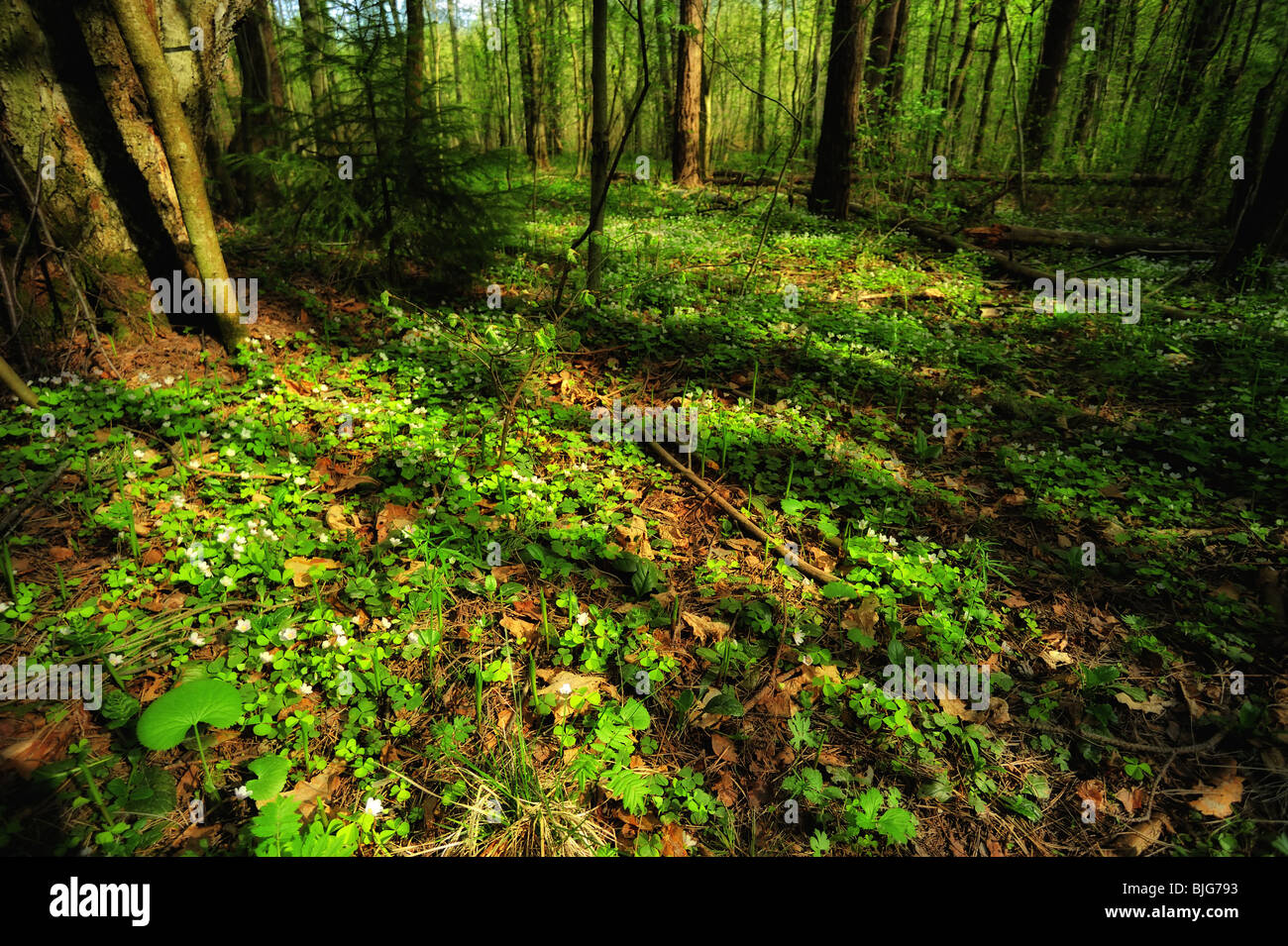 A forest is an area with a high density of trees Stock Photo - Alamy