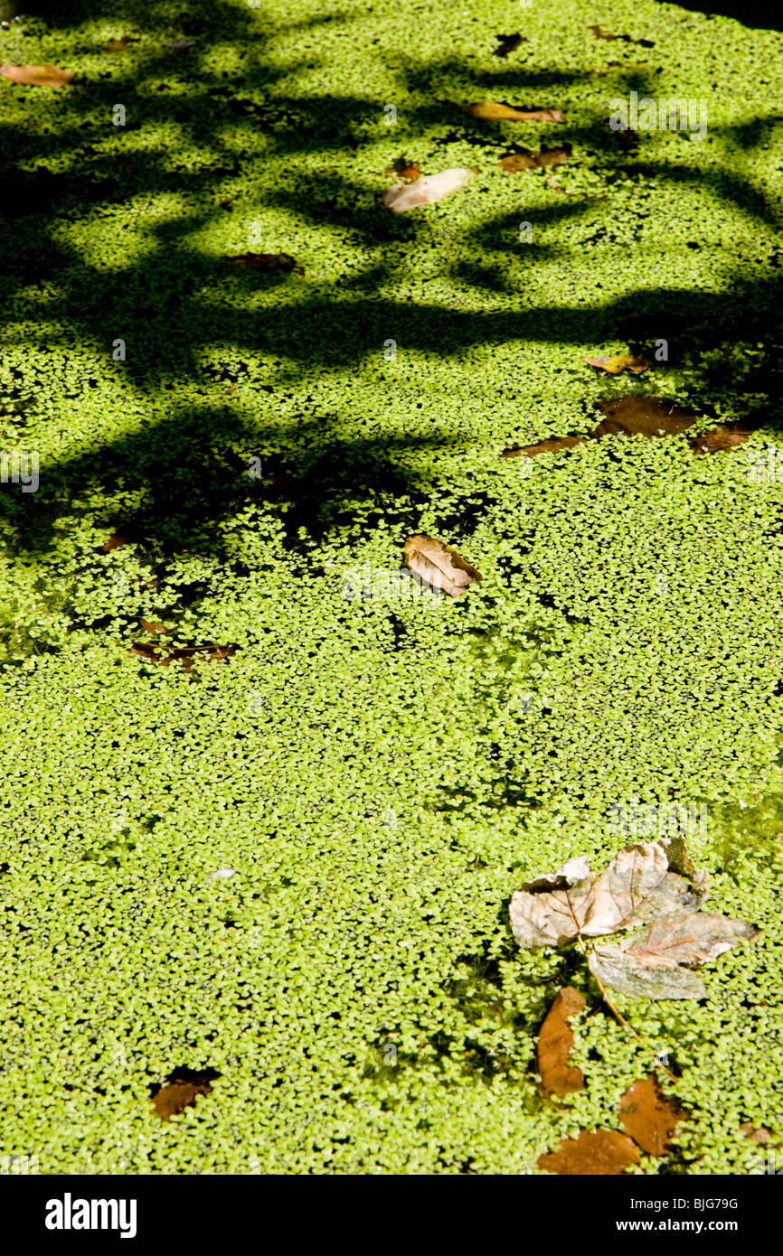 Weed covered garden pond Stock Photo - Alamy