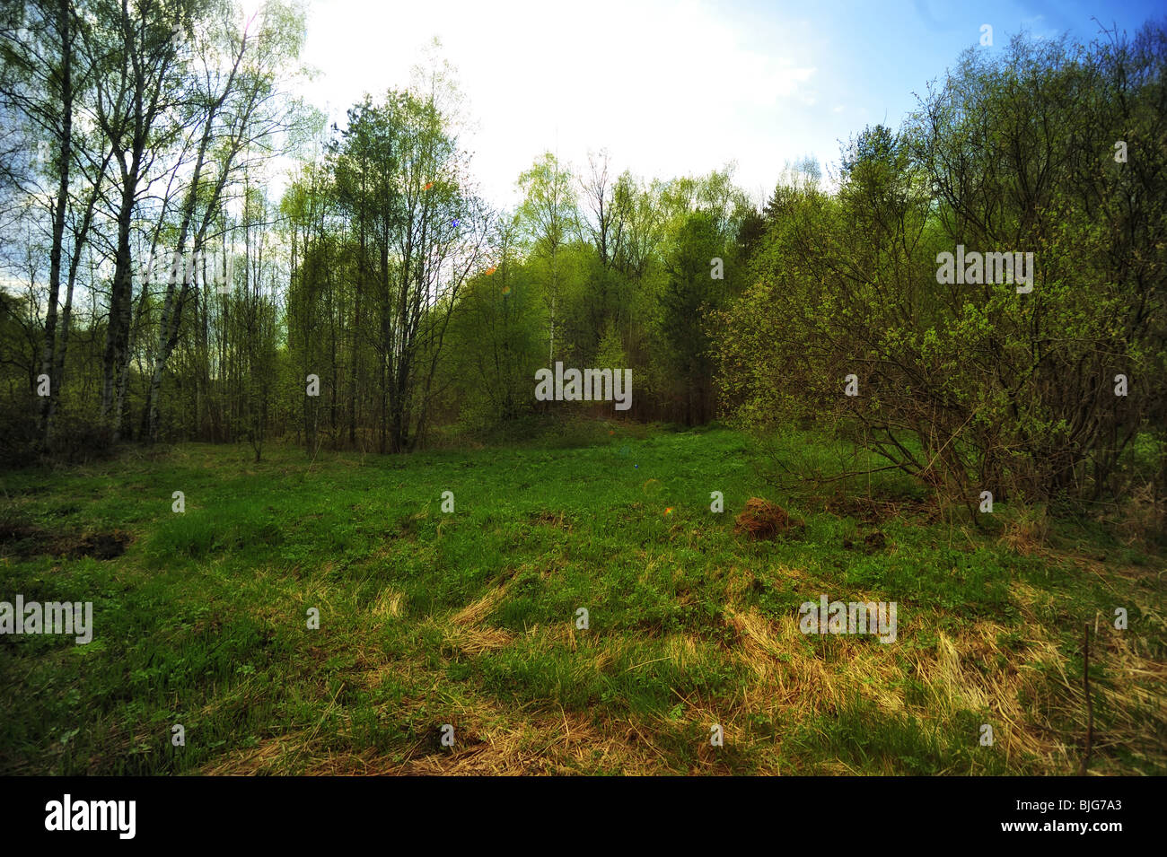 A forest is an area with a high density of trees Stock Photo - Alamy