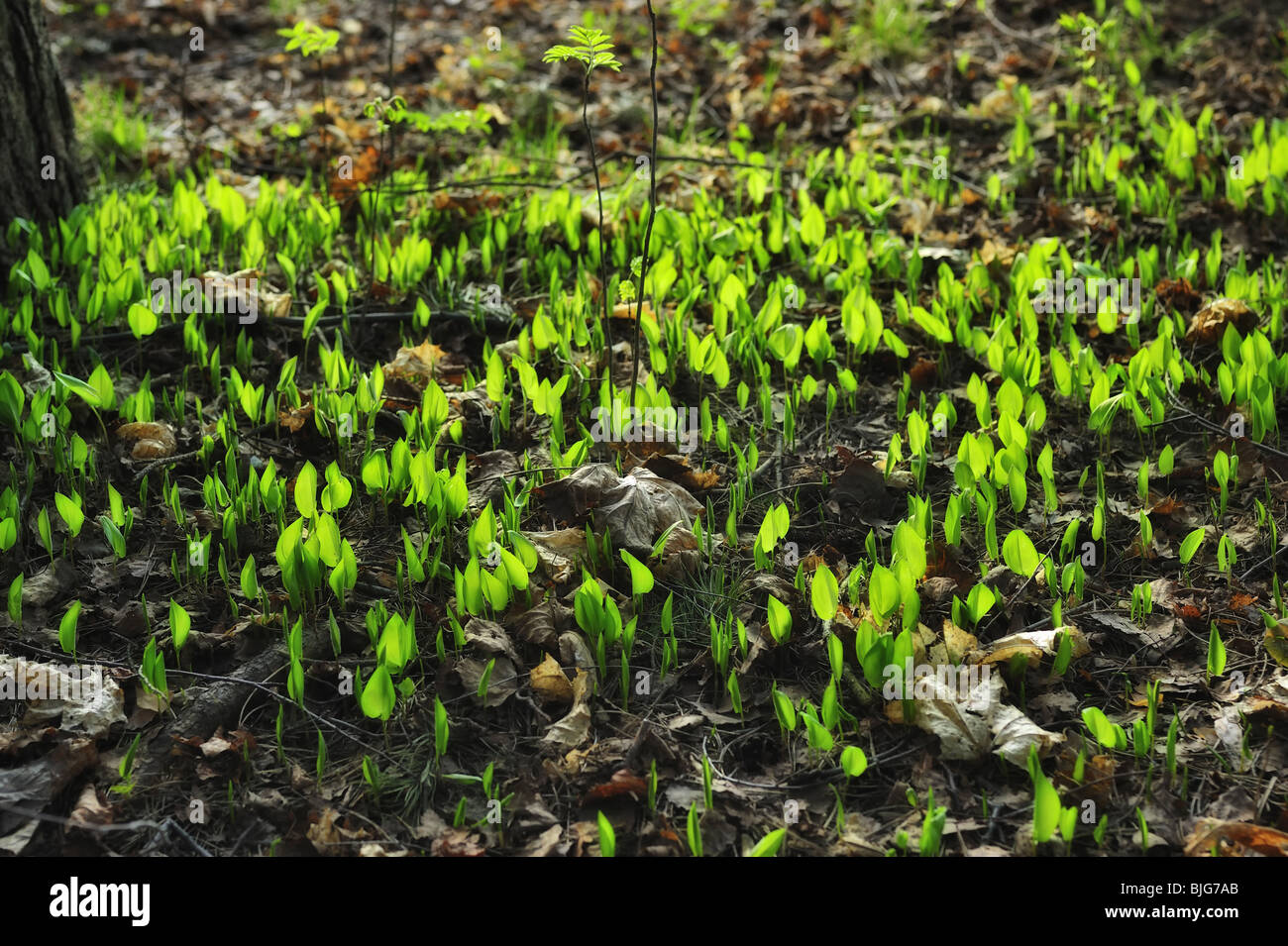 A forest is an area with a high density of trees Stock Photo - Alamy