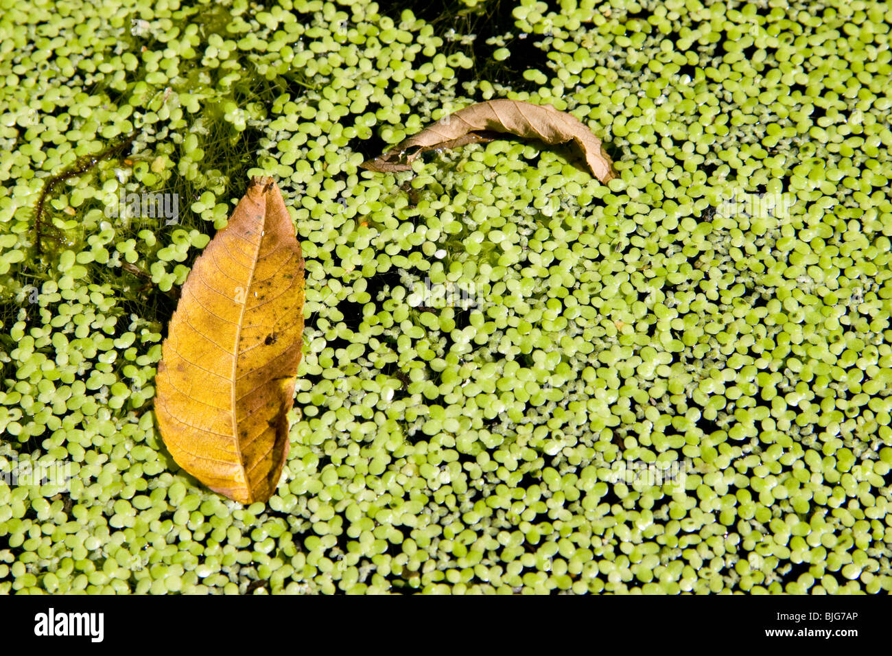 Weed covered garden pond Stock Photo - Alamy