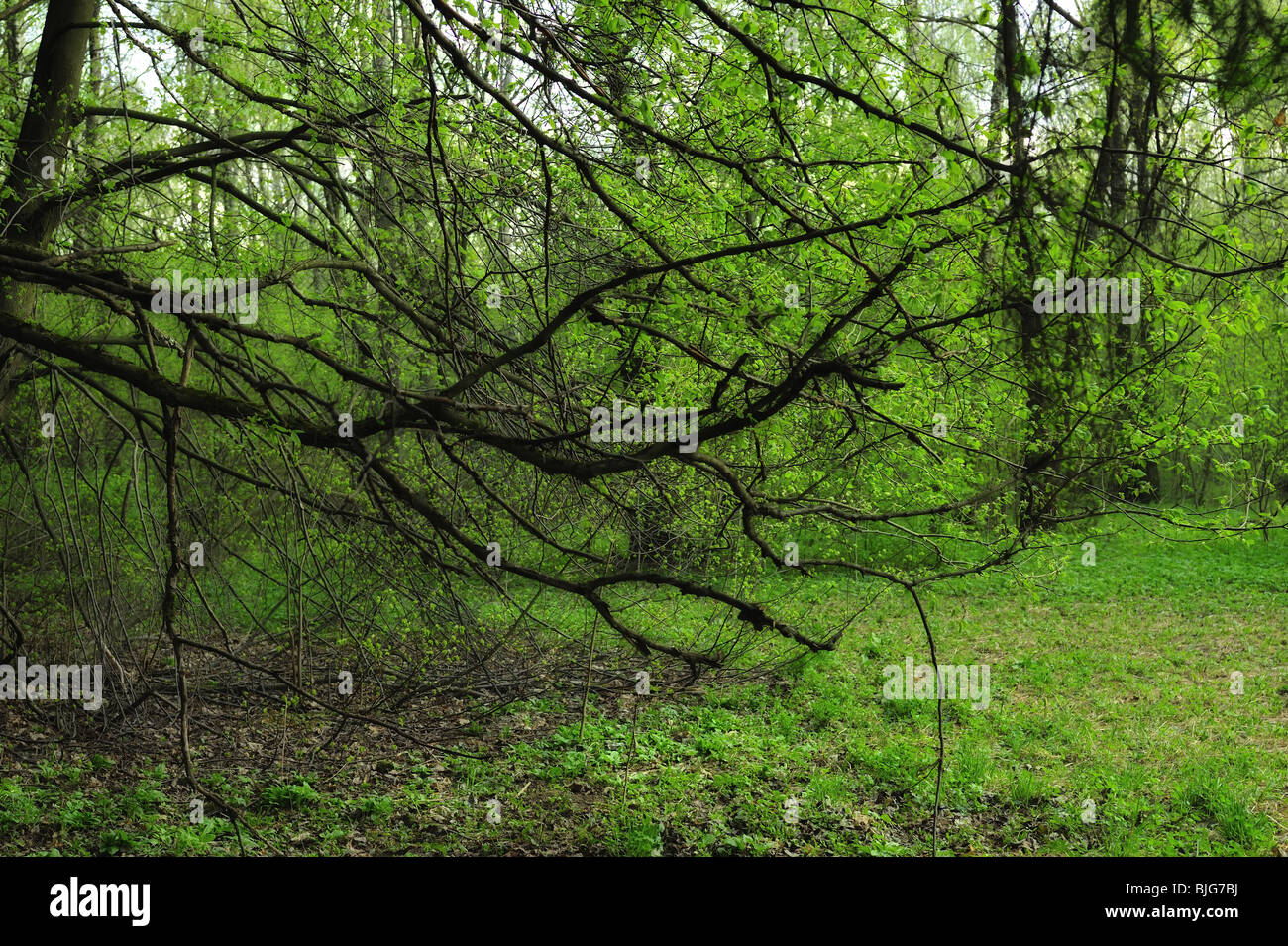 A forest is an area with a high density of trees Stock Photo - Alamy