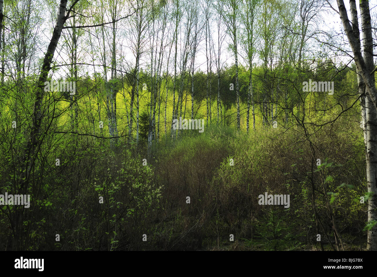 A forest is an area with a high density of trees Stock Photo - Alamy