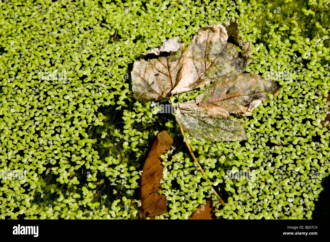Weed covered garden pond Stock Photo - Alamy