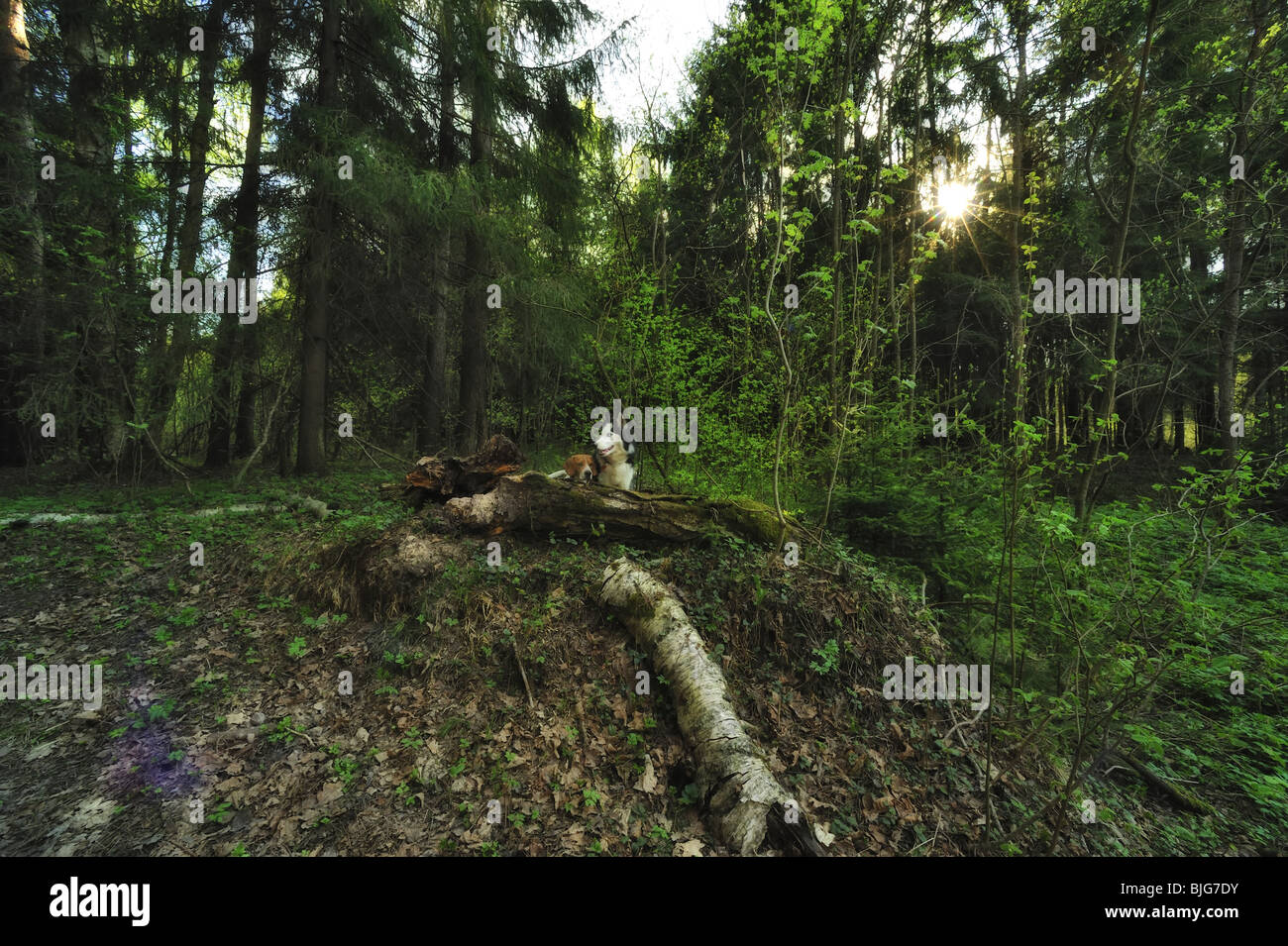 A forest is an area with a high density of trees Stock Photo - Alamy