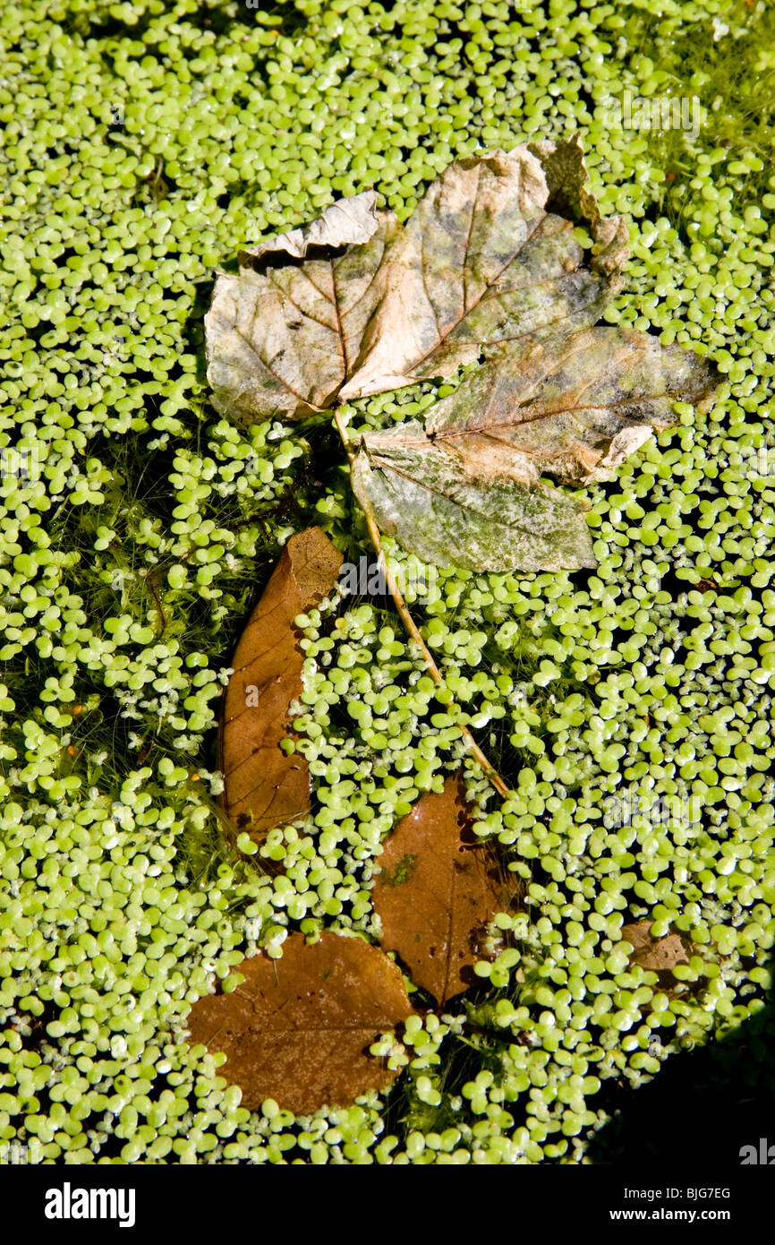 Weed covered garden pond Stock Photo - Alamy